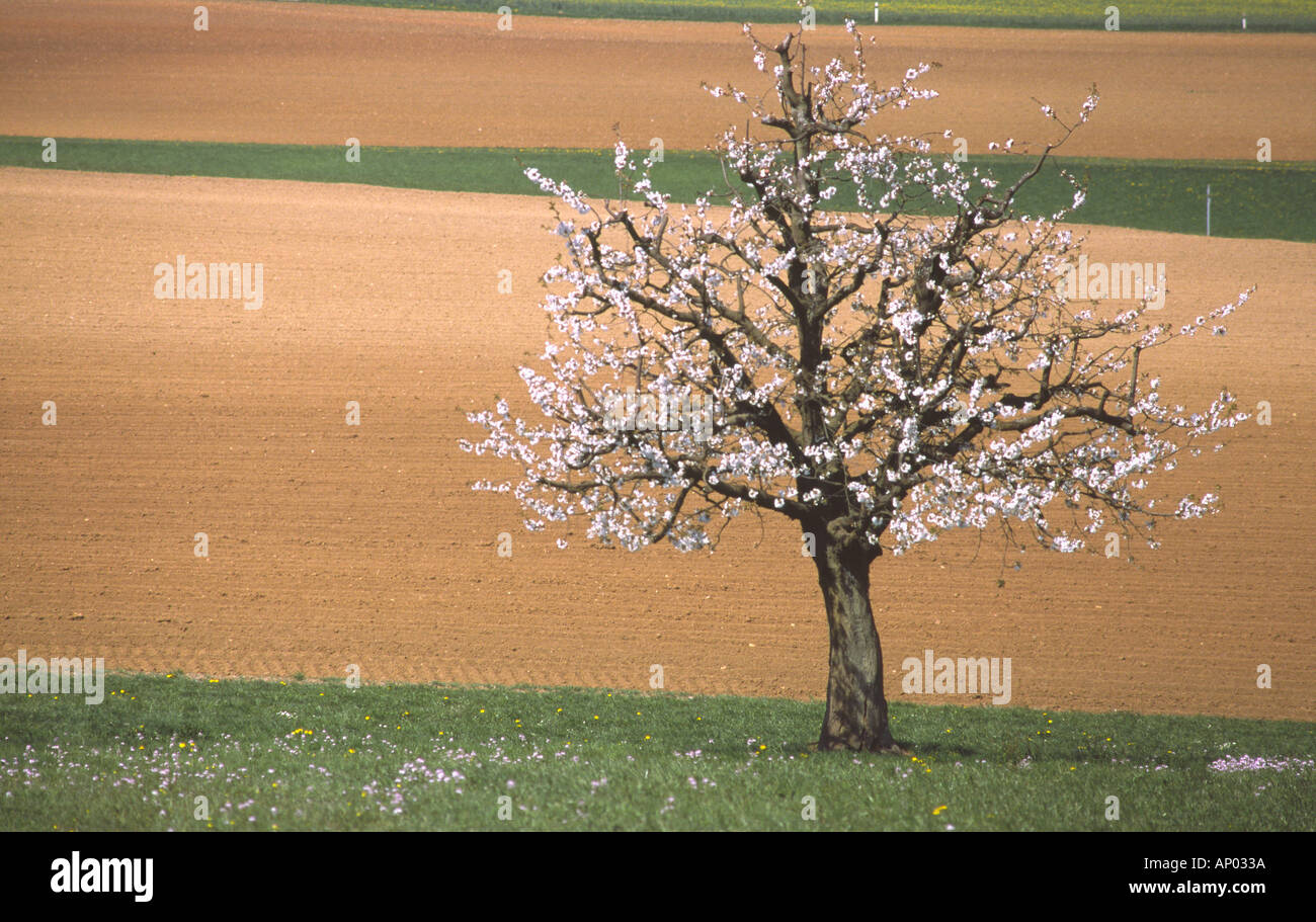 During a Short Period in April a Tree Shines Fully White Stock Photo ...
