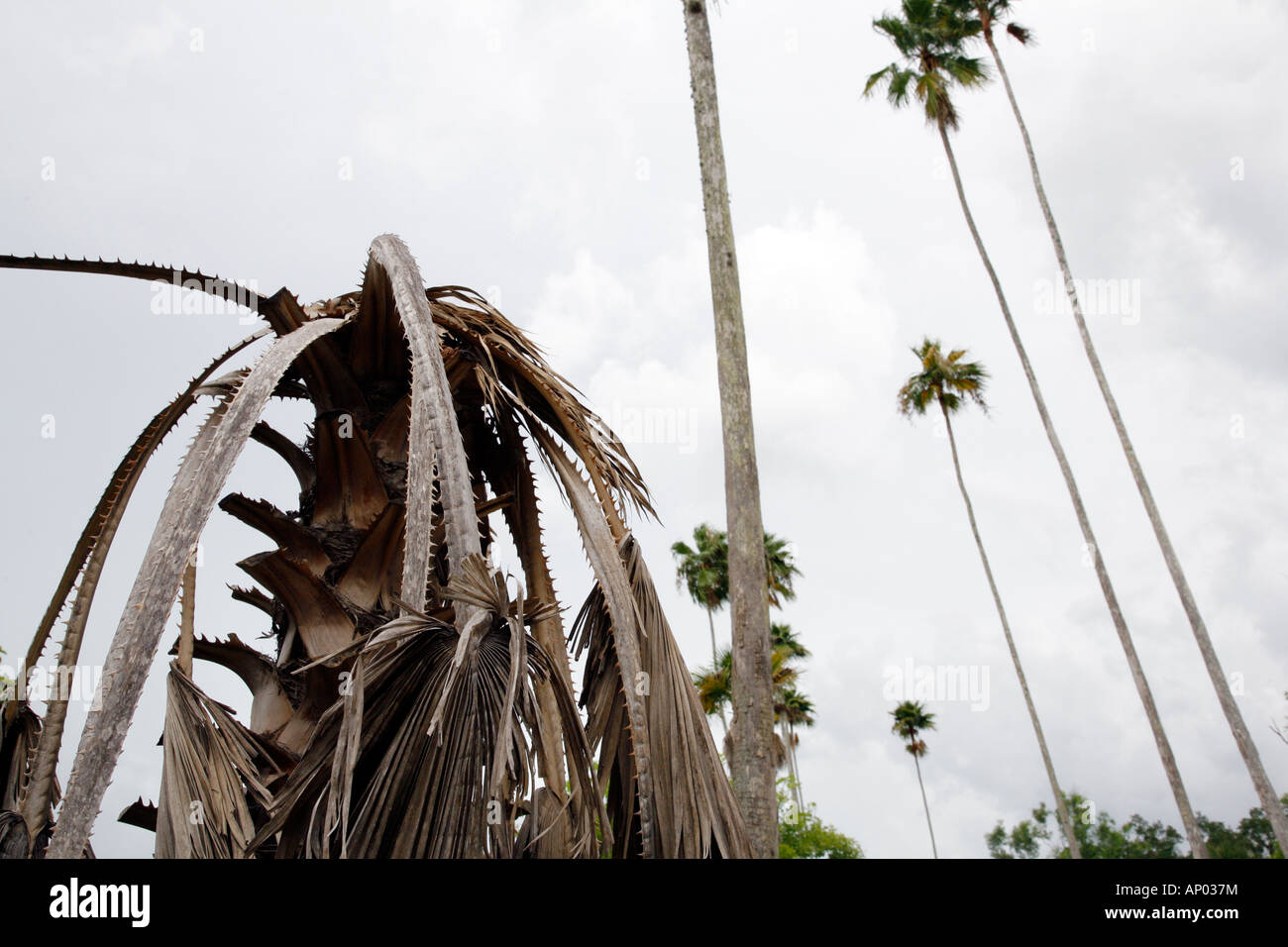 Dead and collapsed palm tree. Healthy ones in the background. Florida ...