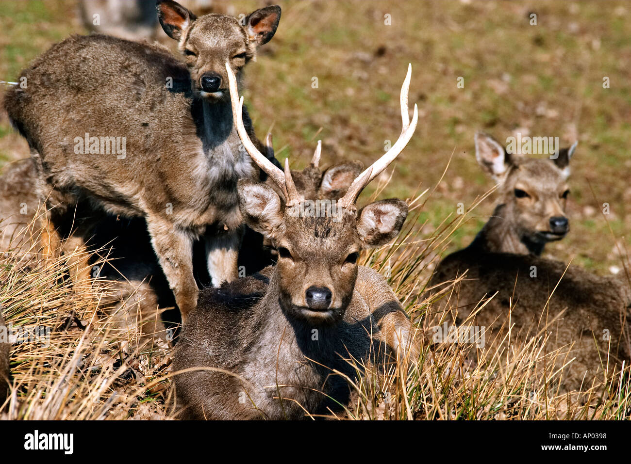 Male Sika Deer and females sitting in sunshine Stock Photo - Alamy