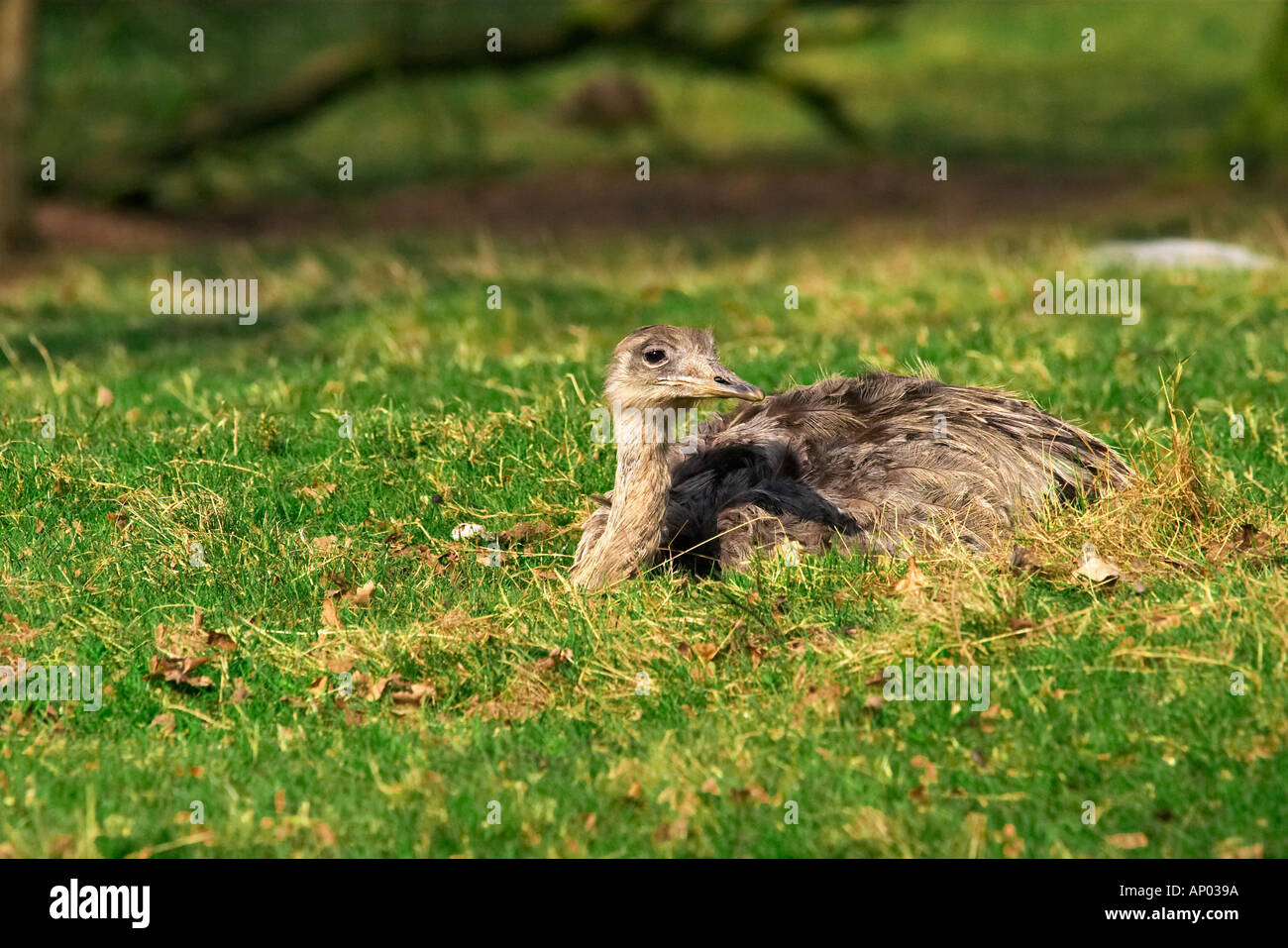Rhea eggs hi-res stock photography and images - Alamy
