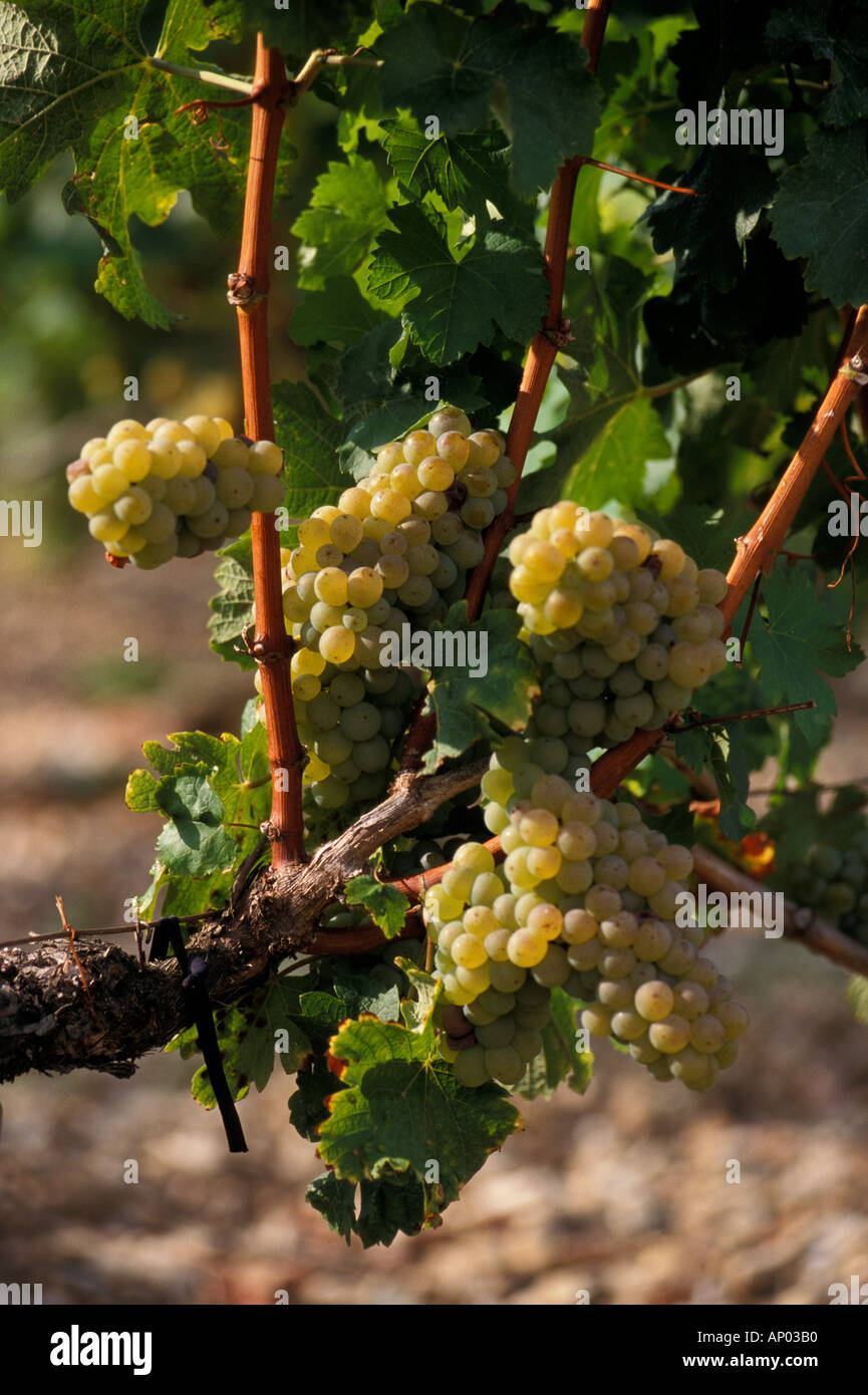 Sauvignon Blanc grapes Stock Photo - Alamy