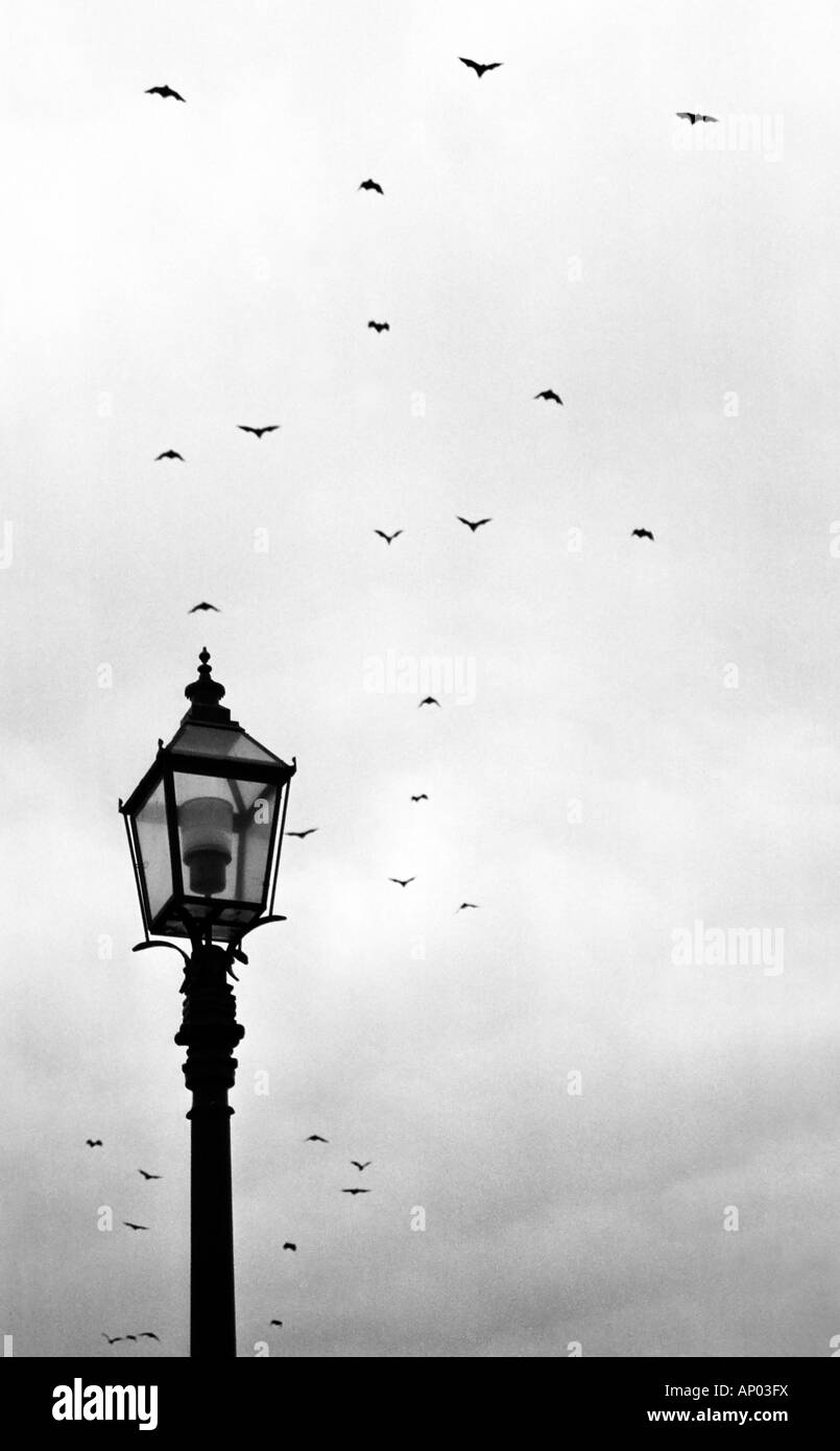 Bat bats flying flight Black and White Stock Photos & Images - Alamy