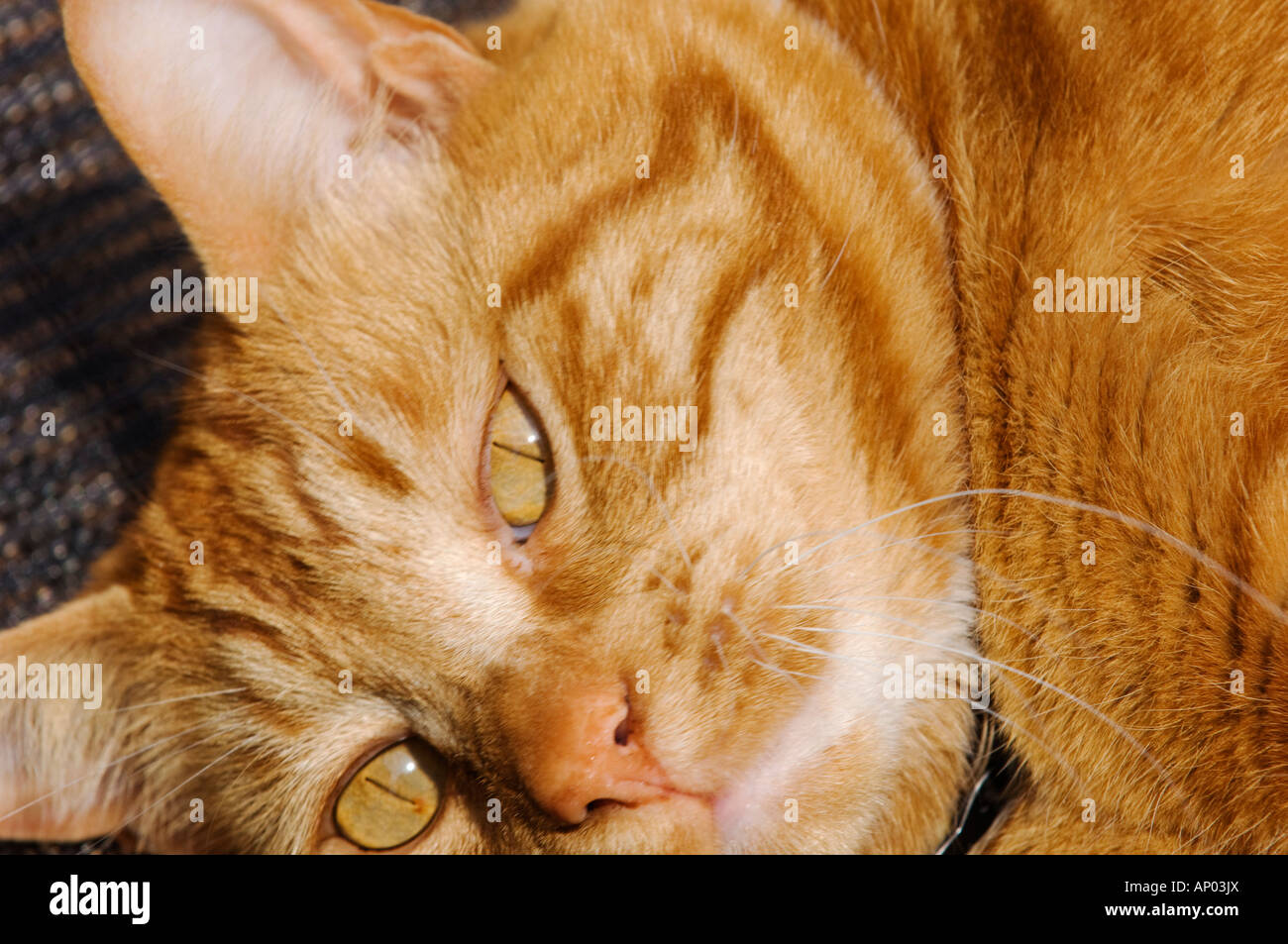 orange cat resting in sleeping position with eyes open and content ...