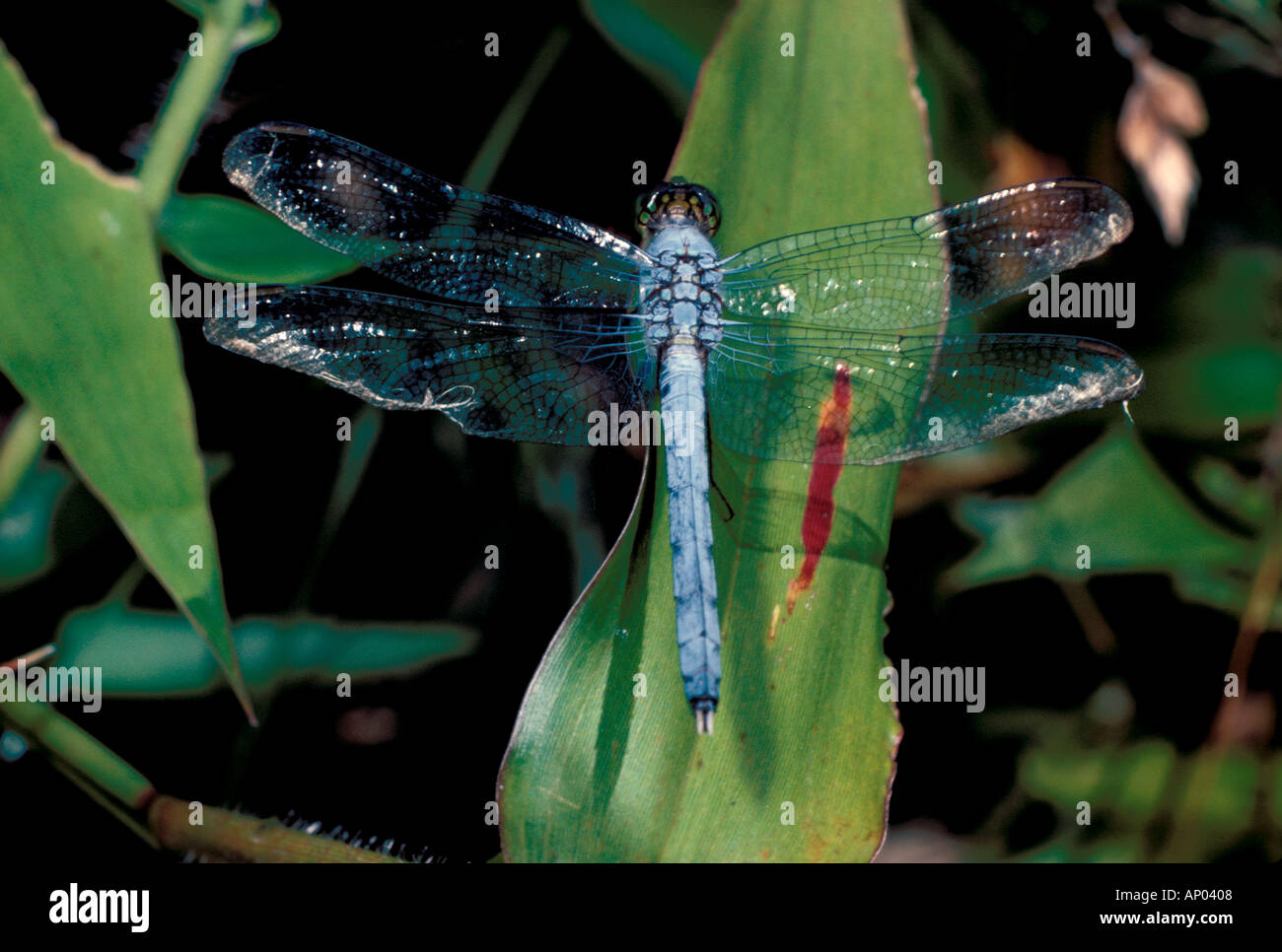 Invertebrate Fly Dragon Stock Photo - Alamy