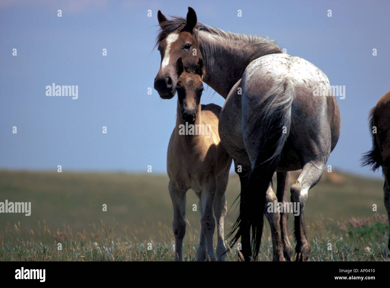Mammal Horse Mustang Stock Photo - Alamy