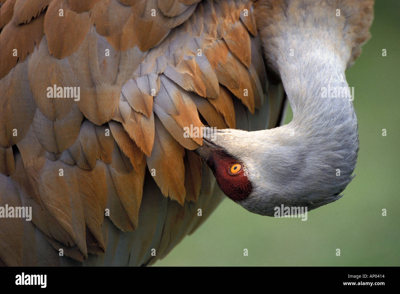 Bird Crane Sandbill Stock Photo - Alamy