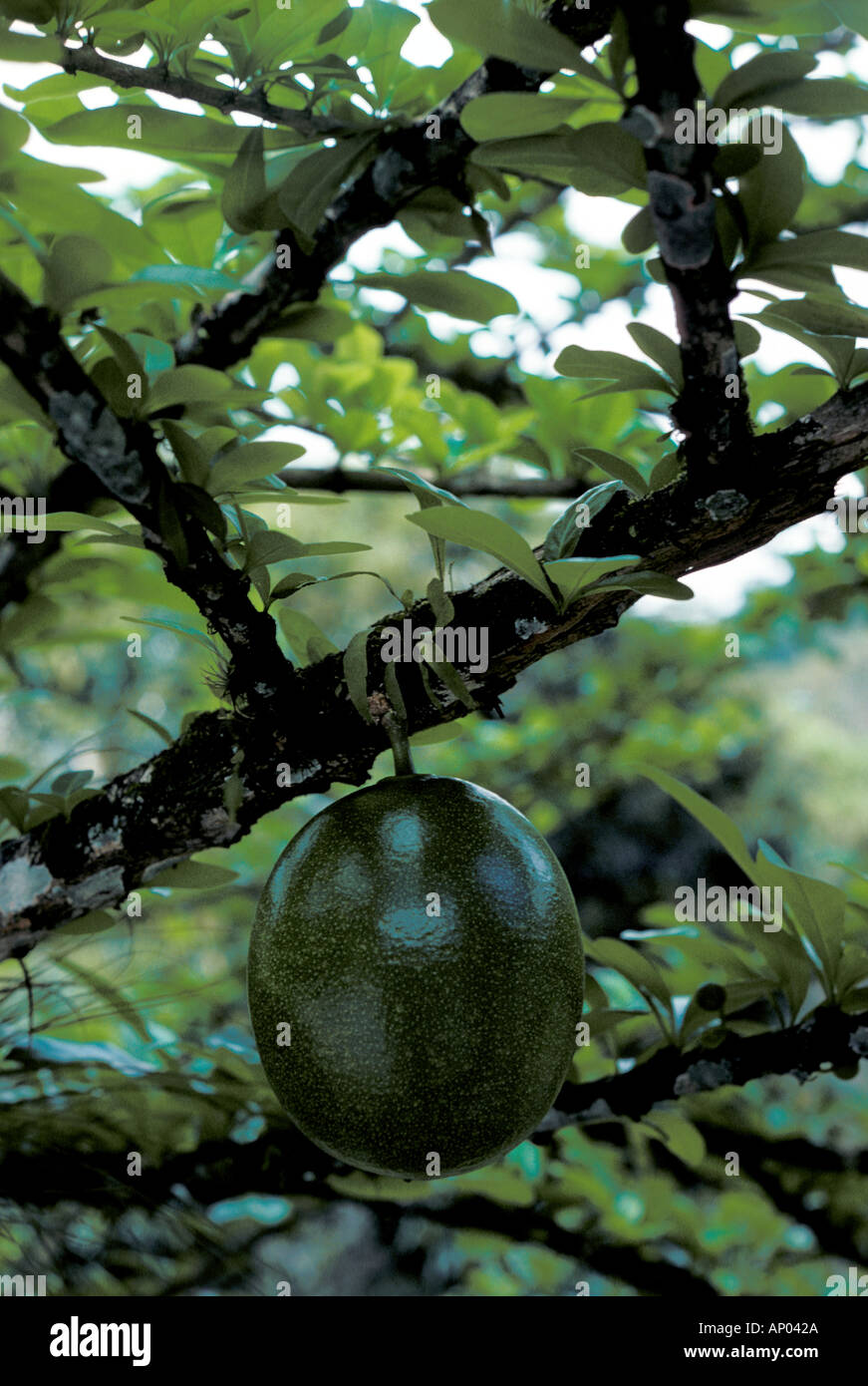 Plant Calabash Tree Stock Photo - Alamy