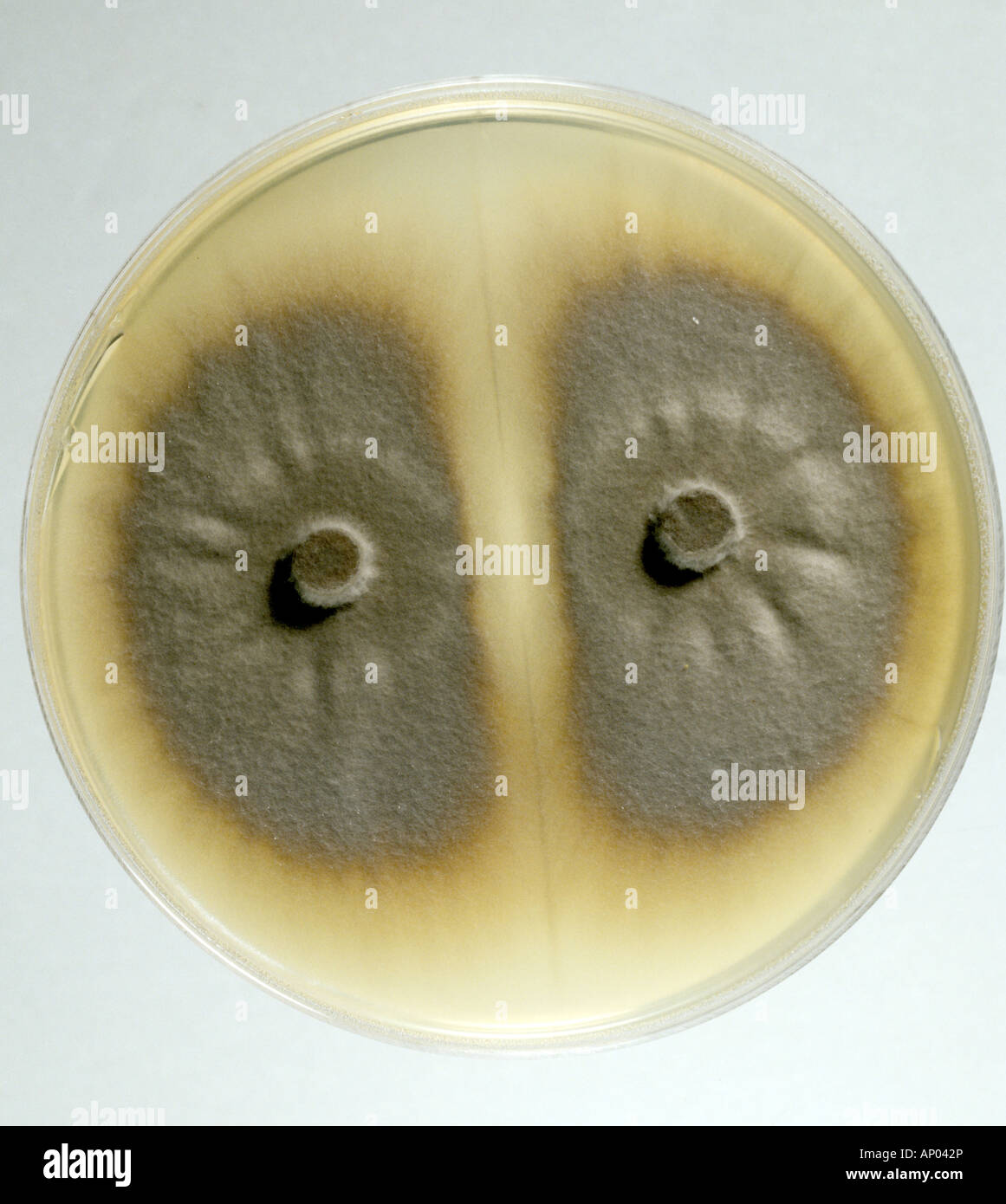 A culture of the rice blast pathogen Pyricularia grisea on a PDA ...