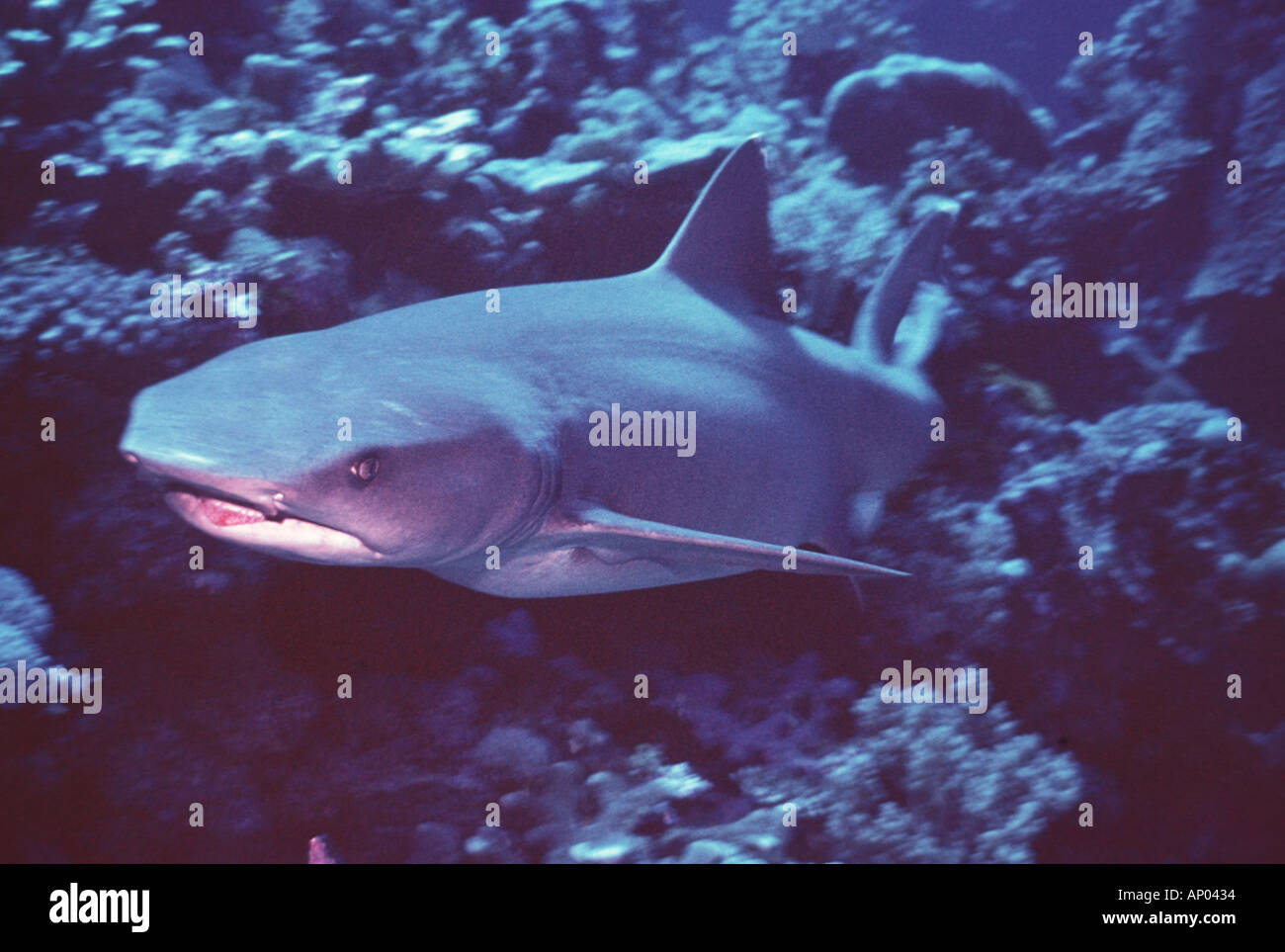 Marine Shark White tip Stock Photo - Alamy