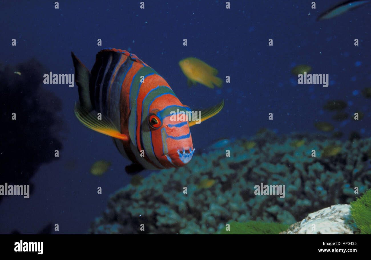 Tusk fish hi-res stock photography and images - Alamy