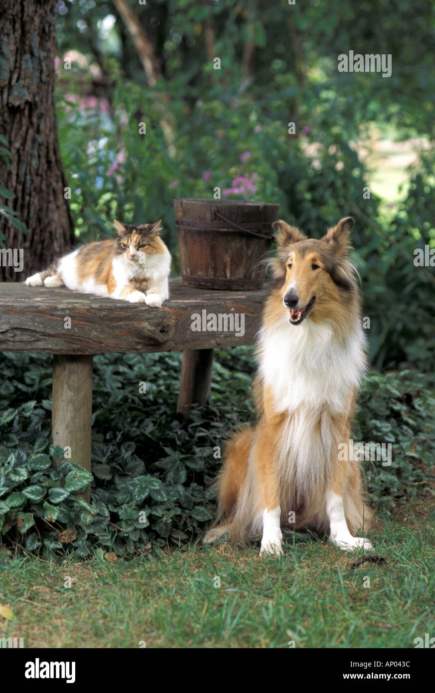 Mammal Calico cat and Collie Stock Photo - Alamy