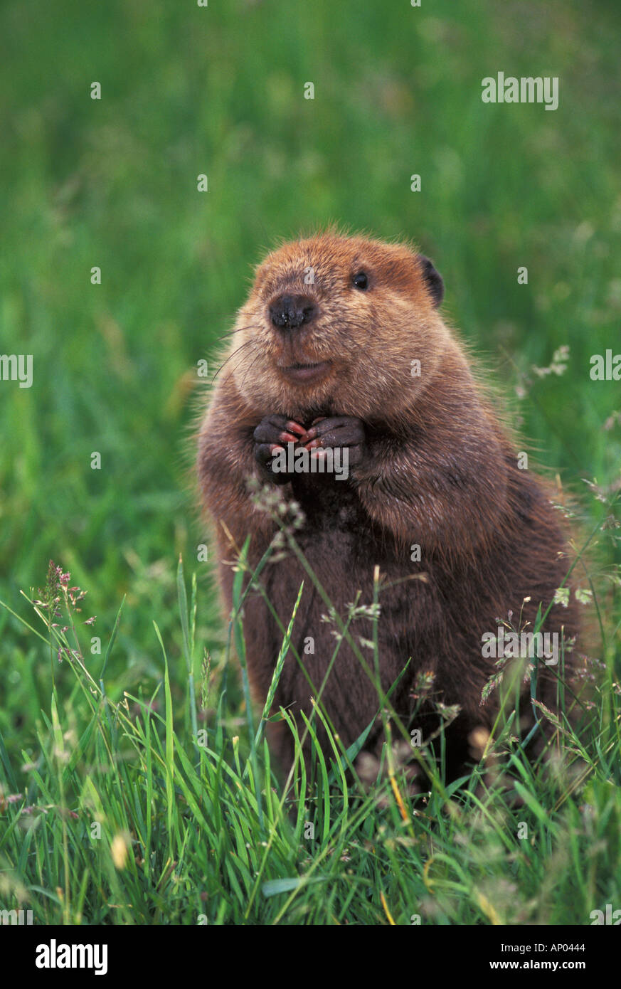 Mammal Beaver Young Stock Photo - Alamy