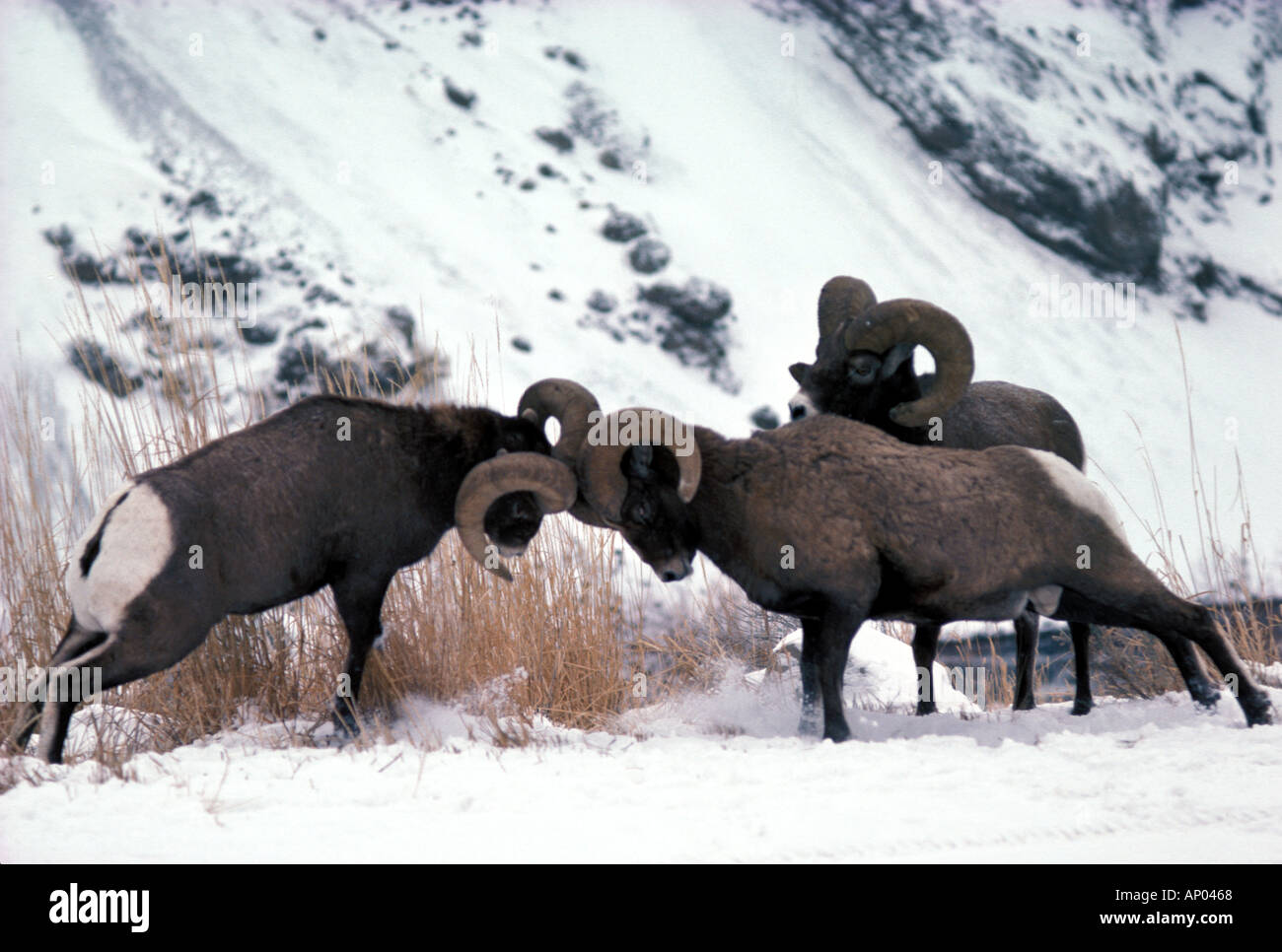 Mammal sheep bighorn hi-res stock photography and images - Alamy