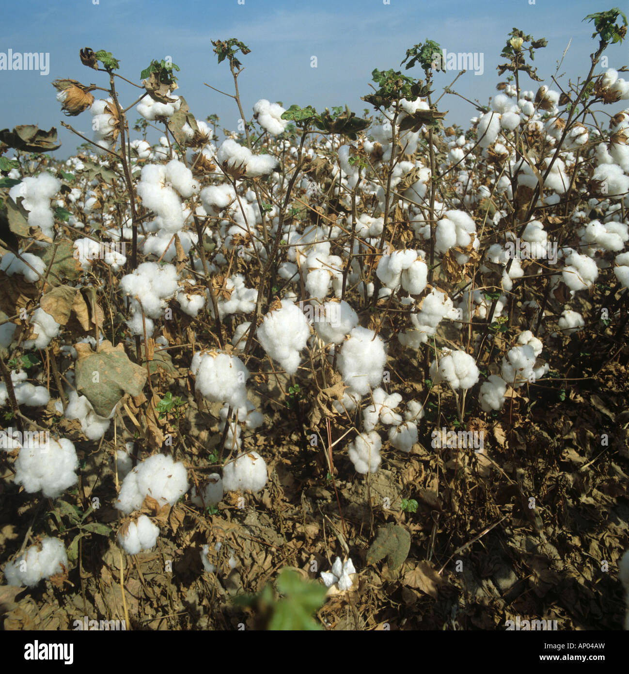Cotton crop dessicated and in open boll California USA Stock Photo - Alamy
