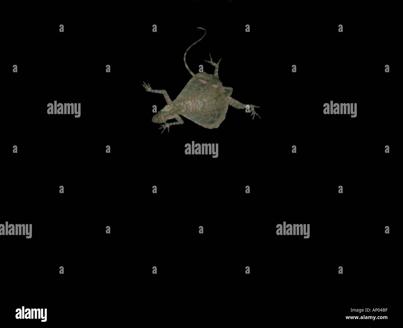 Reptile Lizard Flying Stock Photo - Alamy