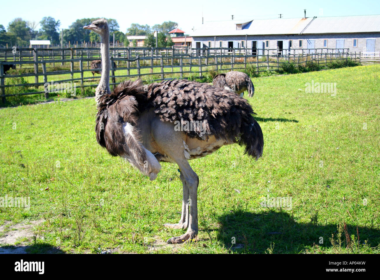 Ostrich in the farm over the green grass Stock Photo - Alamy