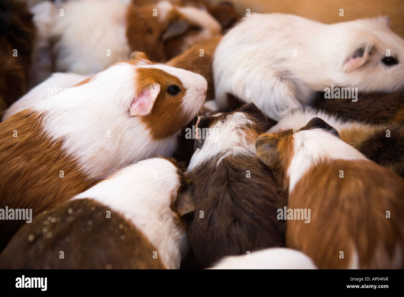 plenty of guinea pigs Stock Photo - Alamy