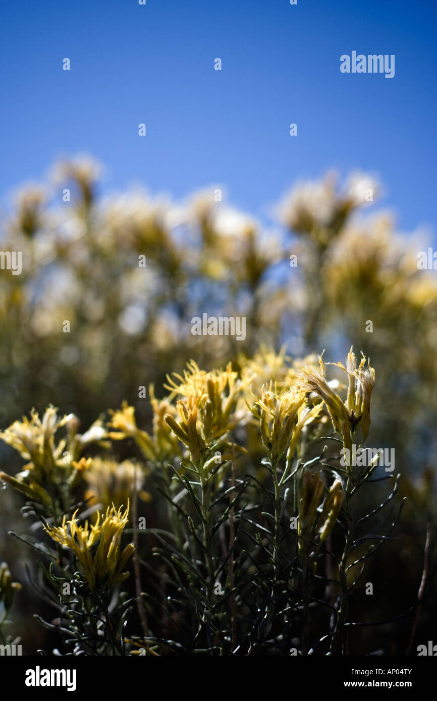 closeup on sagebrush yellow flowers Stock Photo - Alamy