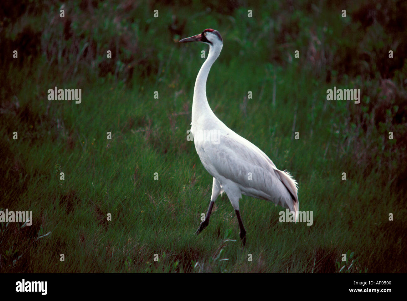 Bird Crane Whooping Stock Photo - Alamy