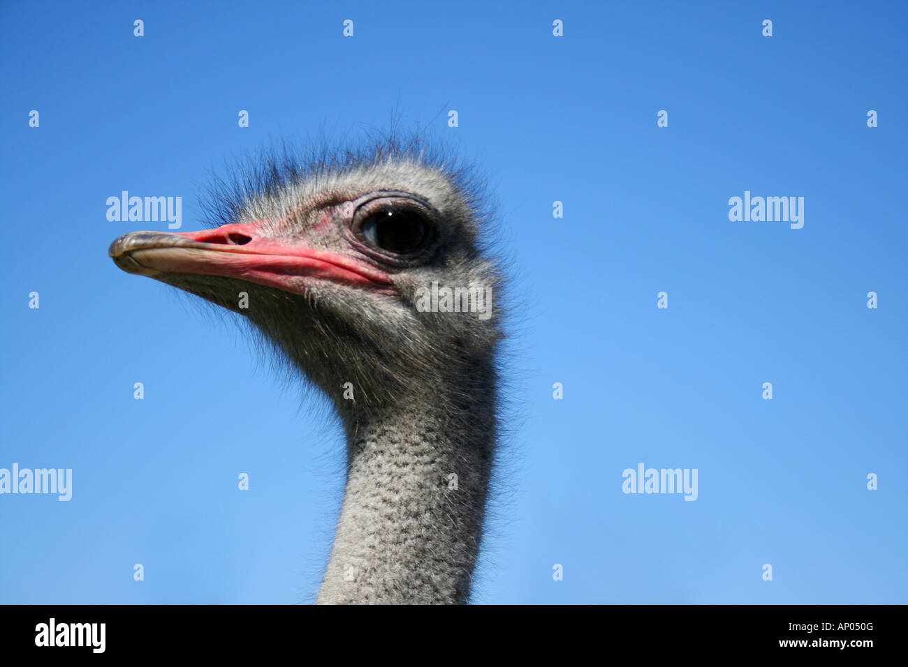 Ostrich in the wild nature Stock Photo - Alamy
