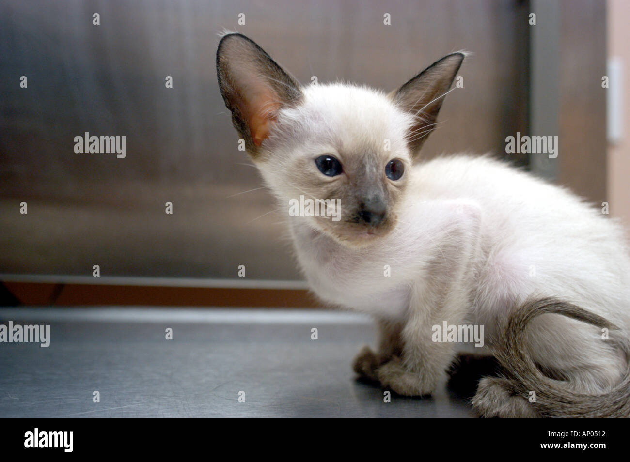Siamese breed of show kitten Stock Photo - Alamy
