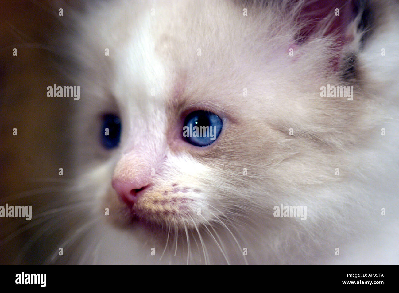 Ragdoll breed of show kitten Stock Photo - Alamy
