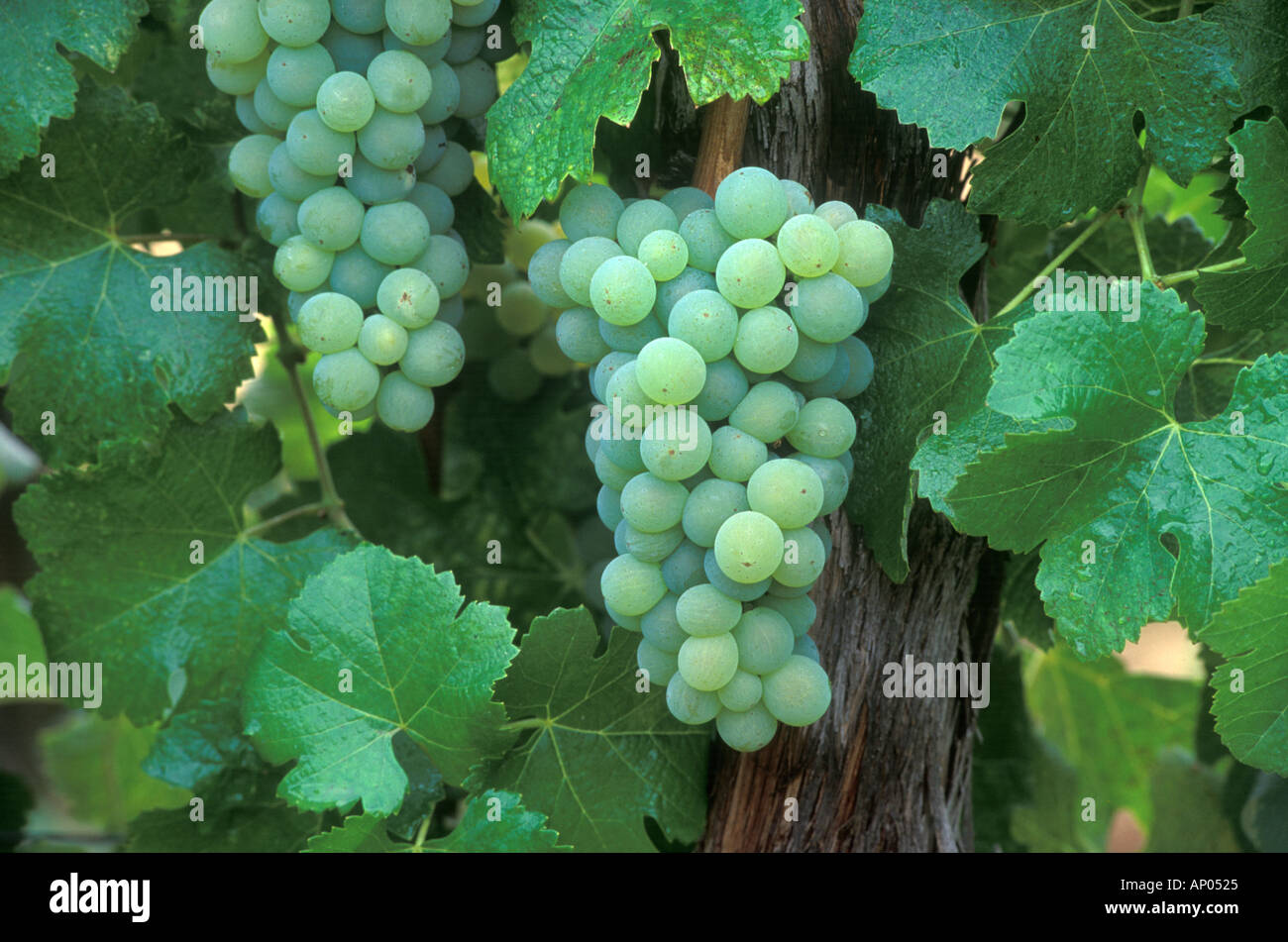 A cluster of SEMILLON WINE GRAPES is ripe and ready for harvest Stock ...