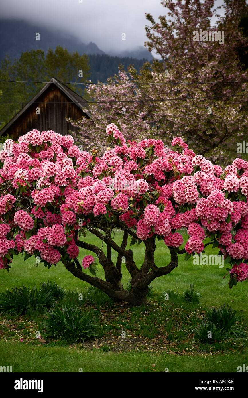 rhododendron in bloom Stock Photo - Alamy