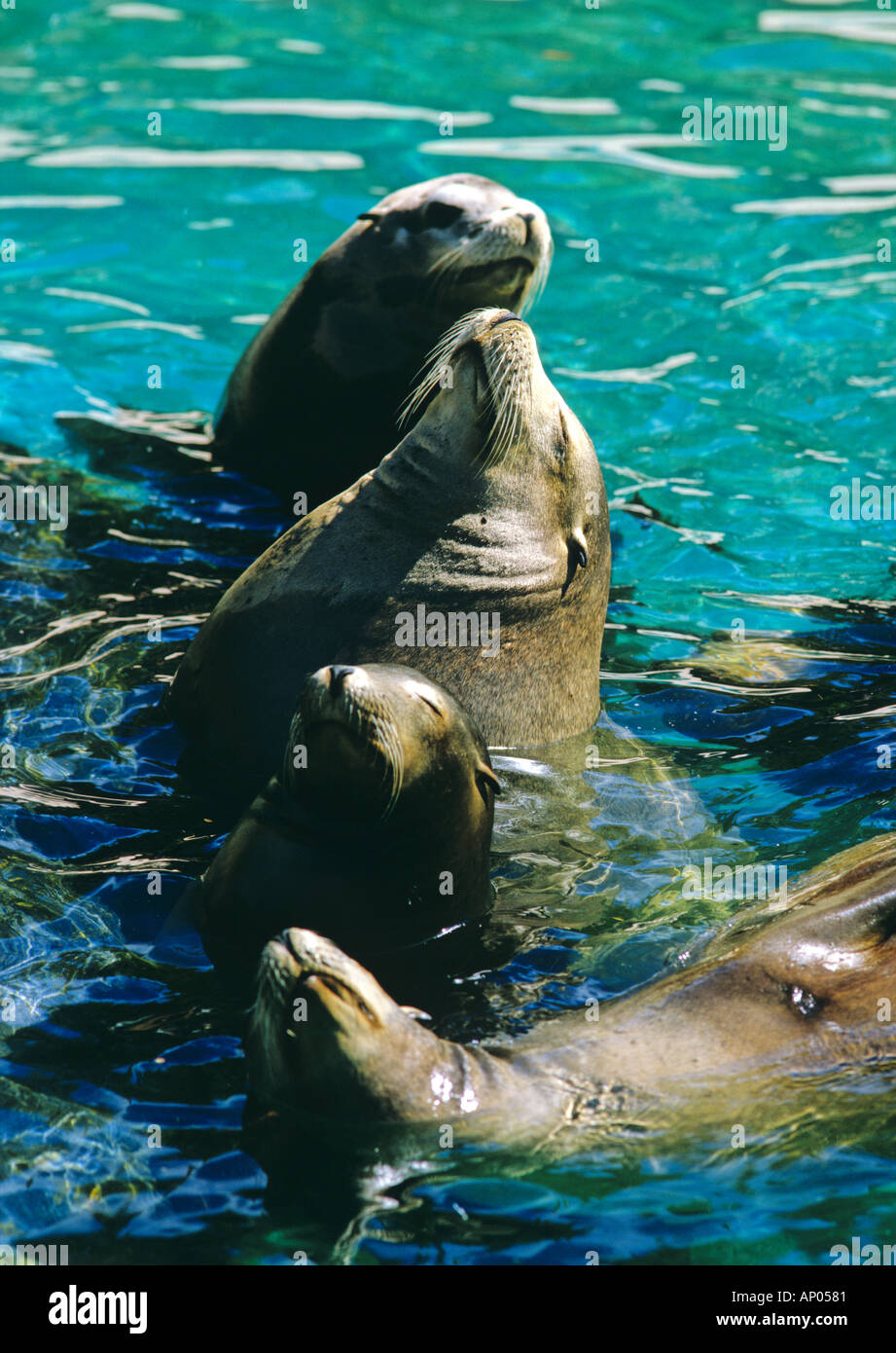 Sea Lions at Sea Life Park Oahu Hawaii USA Stock Photo - Alamy