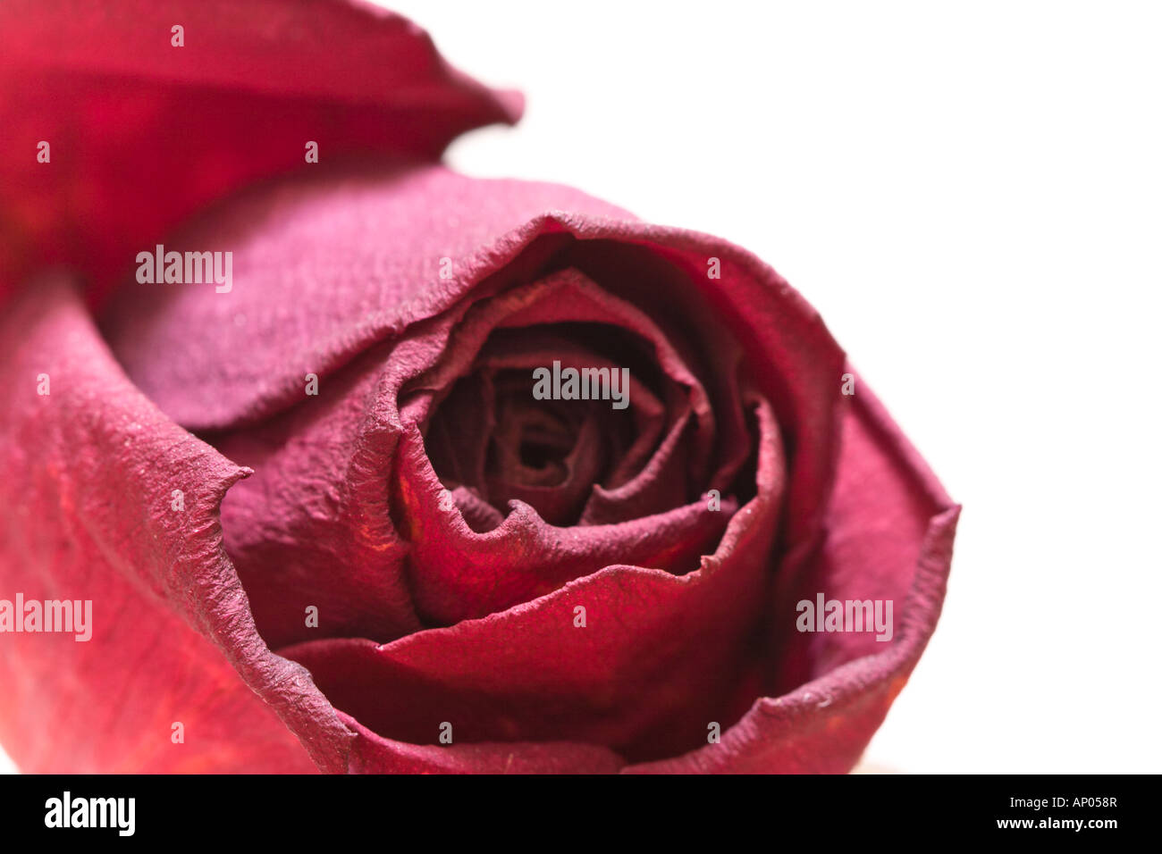 Texture closeup Cut Out Stock Images & Pictures - Alamy