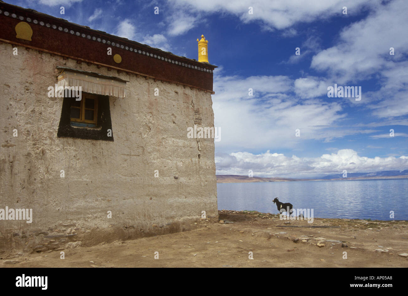 TRUGO MONASTERY GOATS at LAKE MANASAROVAR a pilgrimage site for ...