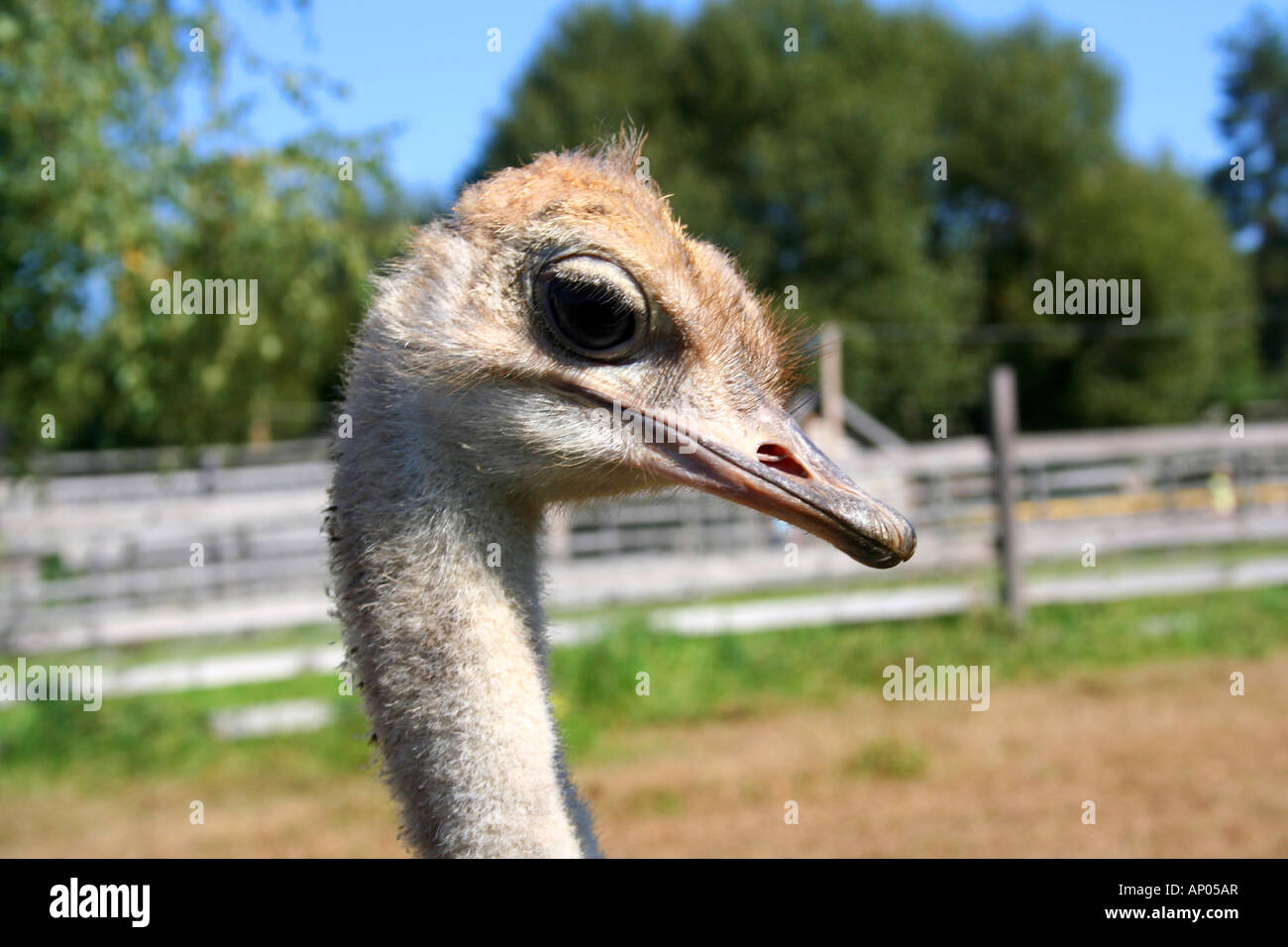 Curious Ostrich in the farm Stock Photo - Alamy