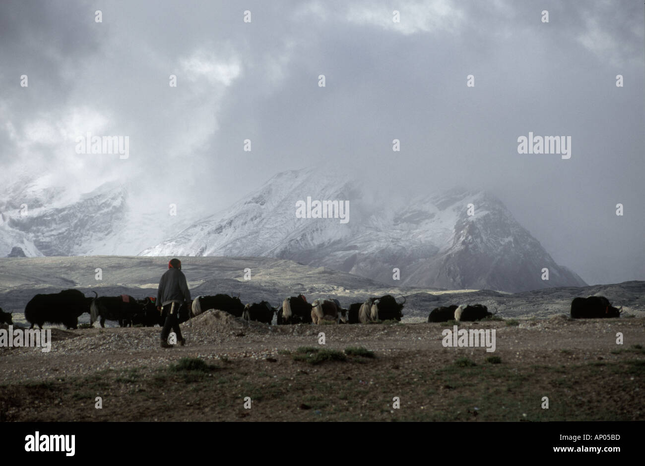A DROKPA Tibetan nomad herds his yaks on the TIBETAN PLATEAU Southern ...