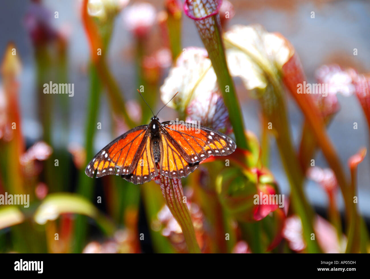 Monarch butterfly on pitcher plant Stock Photo - Alamy