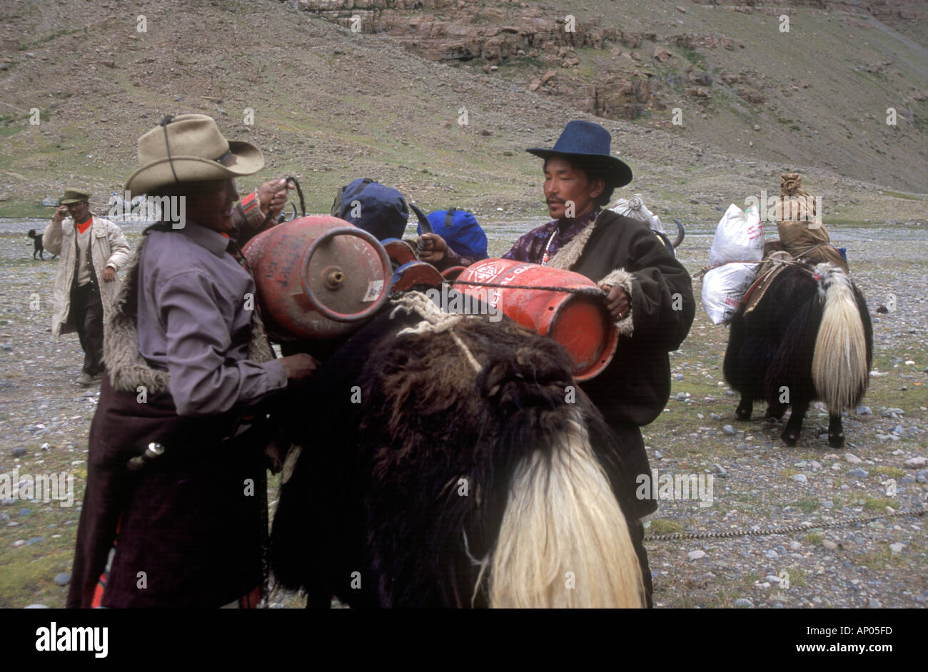 YAKS are loaded for the KORA around MOUNT KAILASH 6638 METERS the most ...