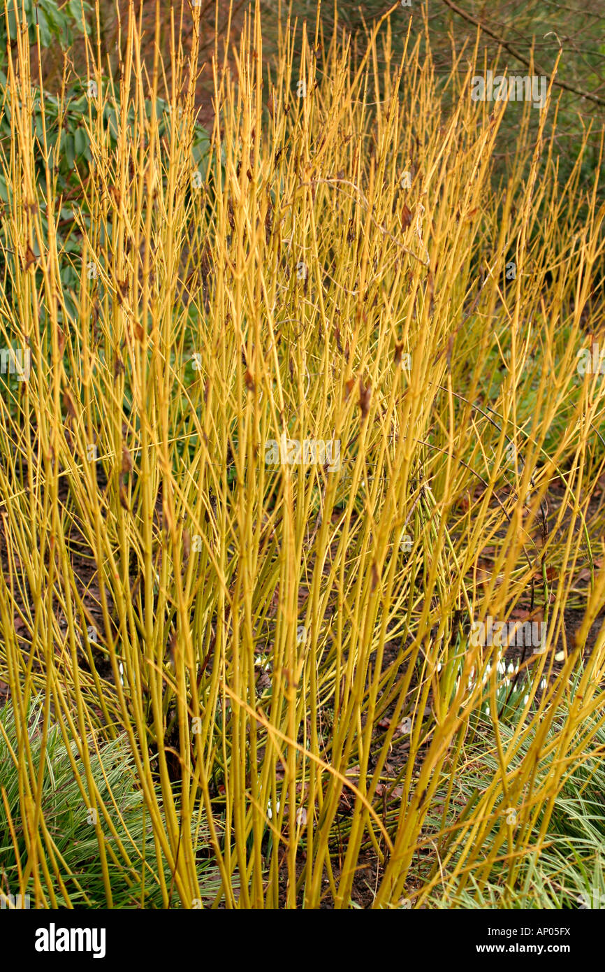 Cornus Green Stems Winter High Resolution Stock Photography and Images ...