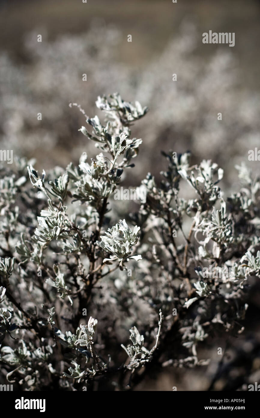 close up on sagebrush Stock Photo - Alamy