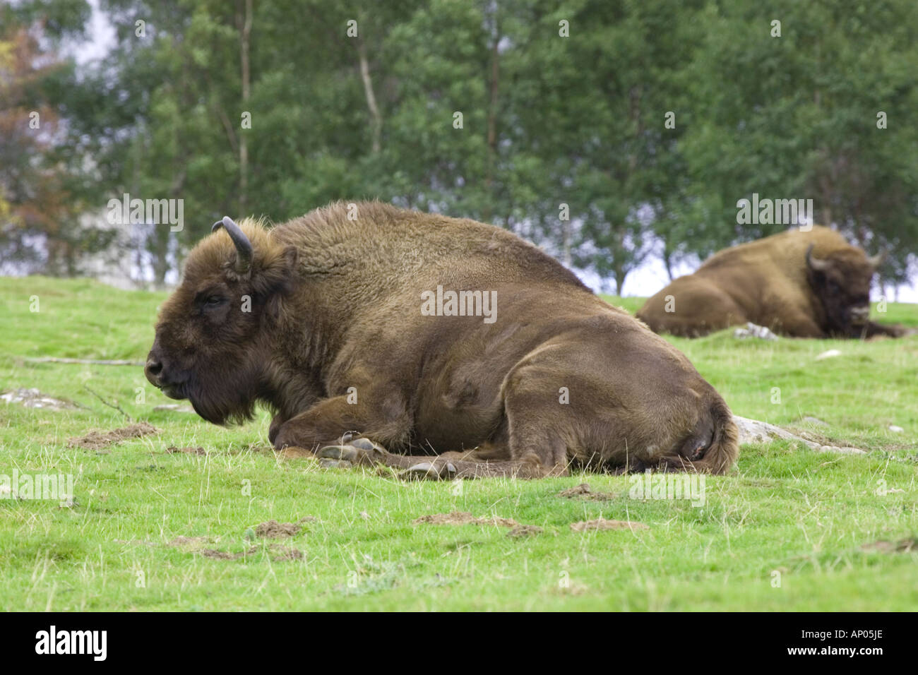 Bison laying down hi-res stock photography and images - Alamy