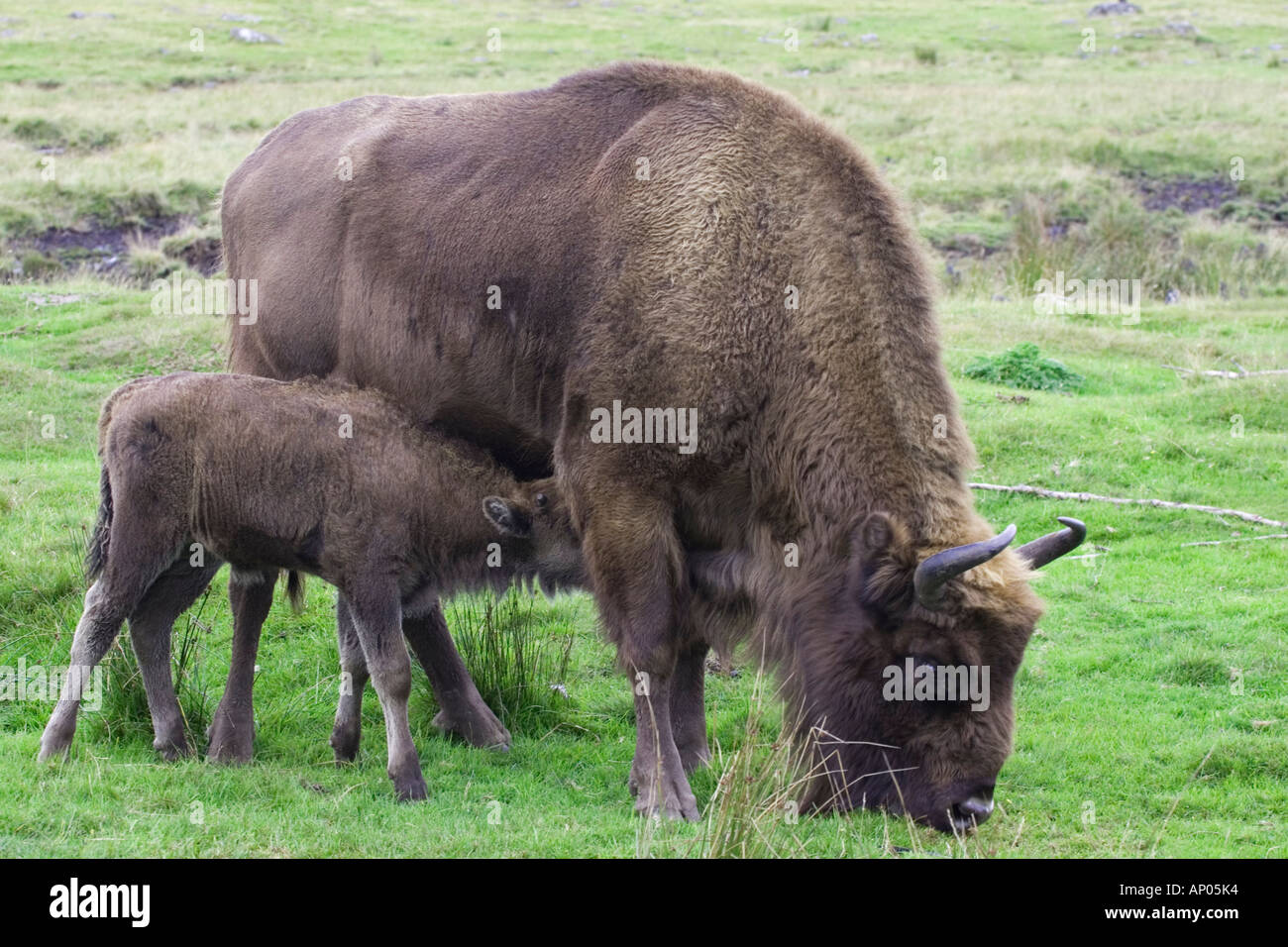 Young femalel European Bison suckling calf Stock Photo - Alamy