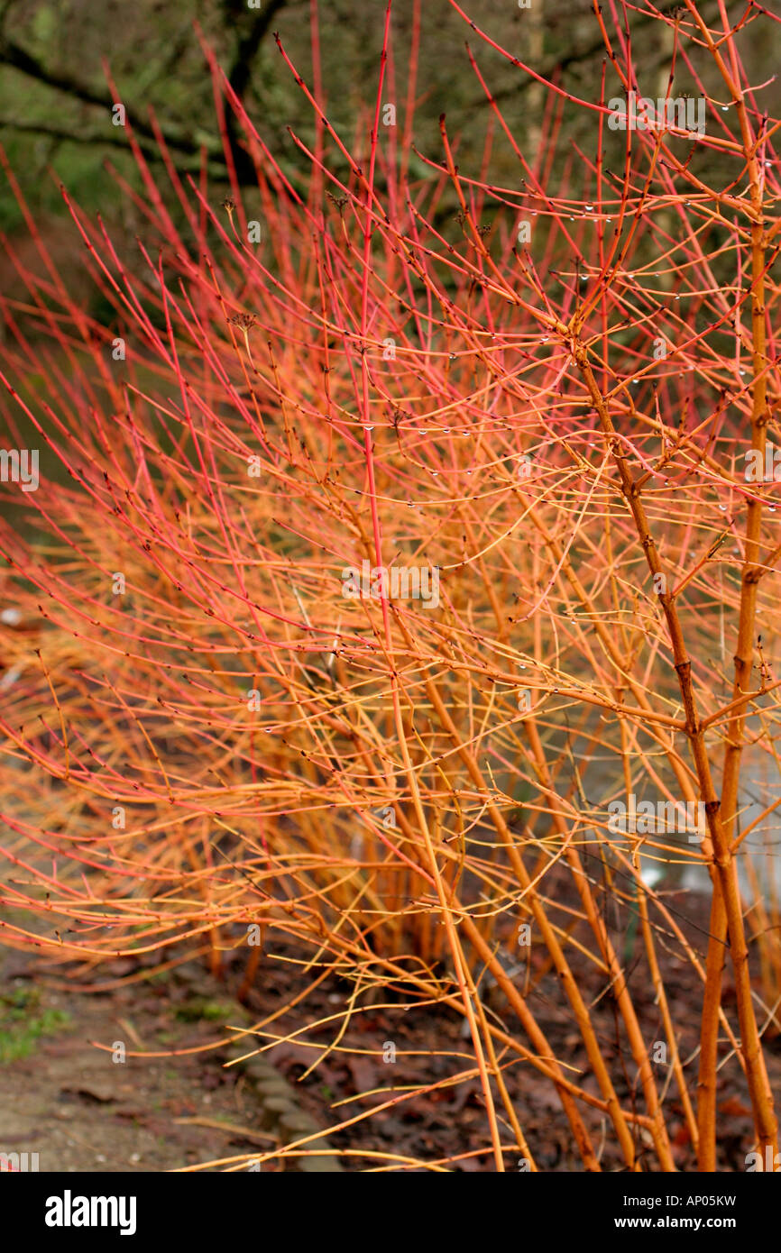 CORNUS SANGUINEA WINTER BEAUTY Stock Photo - Alamy