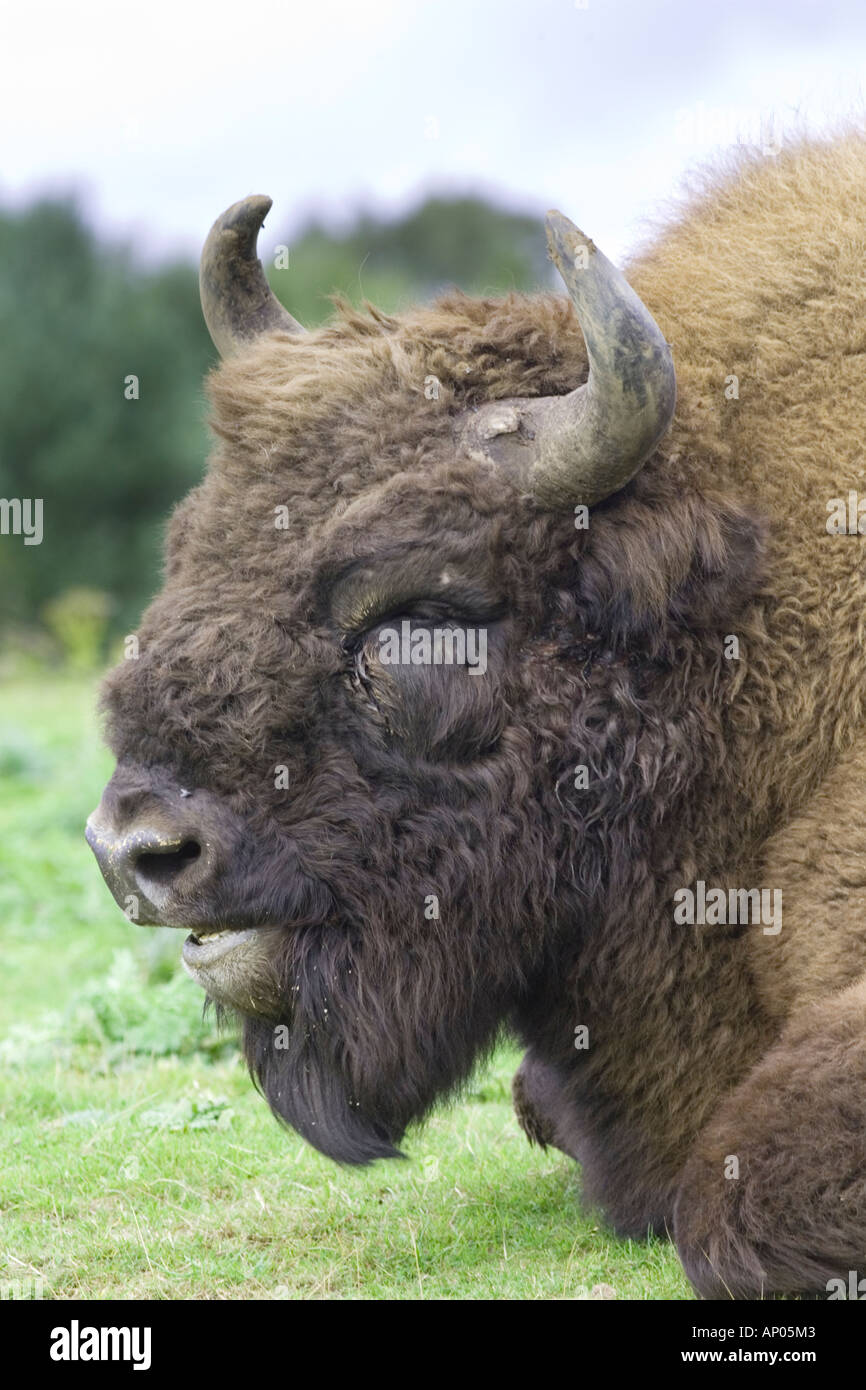 European Bison male facial study Stock Photo - Alamy