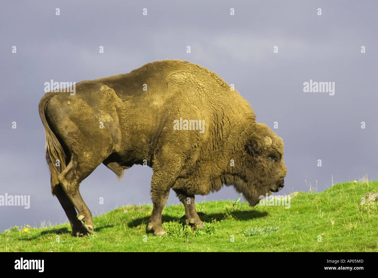 Old bull hi-res stock photography and images - Alamy