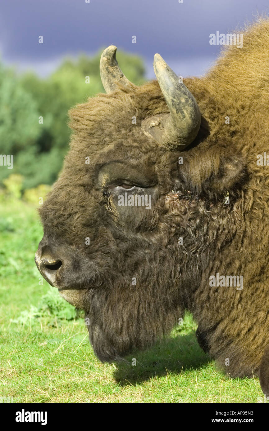 European Bison male facial study Stock Photo - Alamy