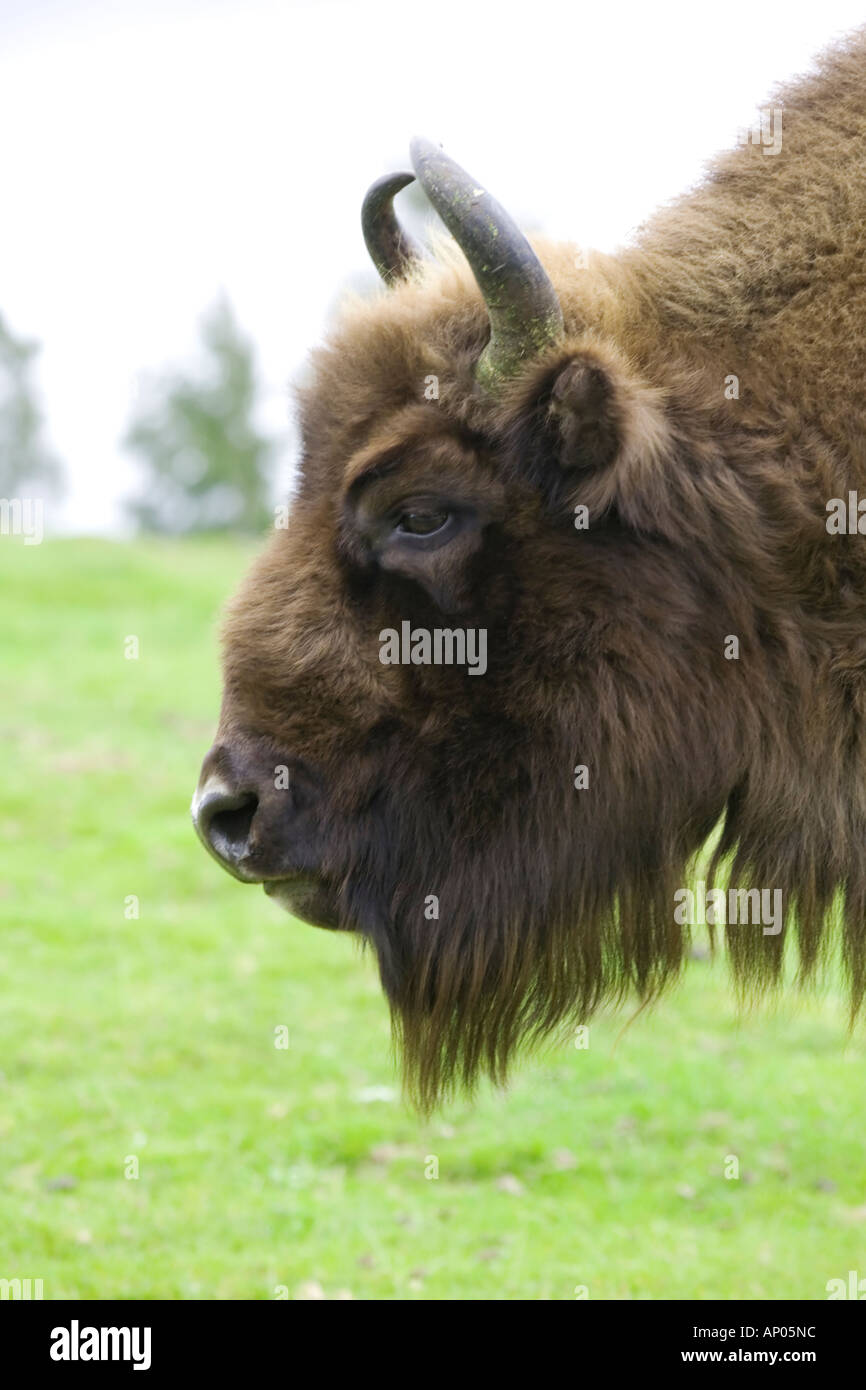 European Bison male facial study Stock Photo - Alamy