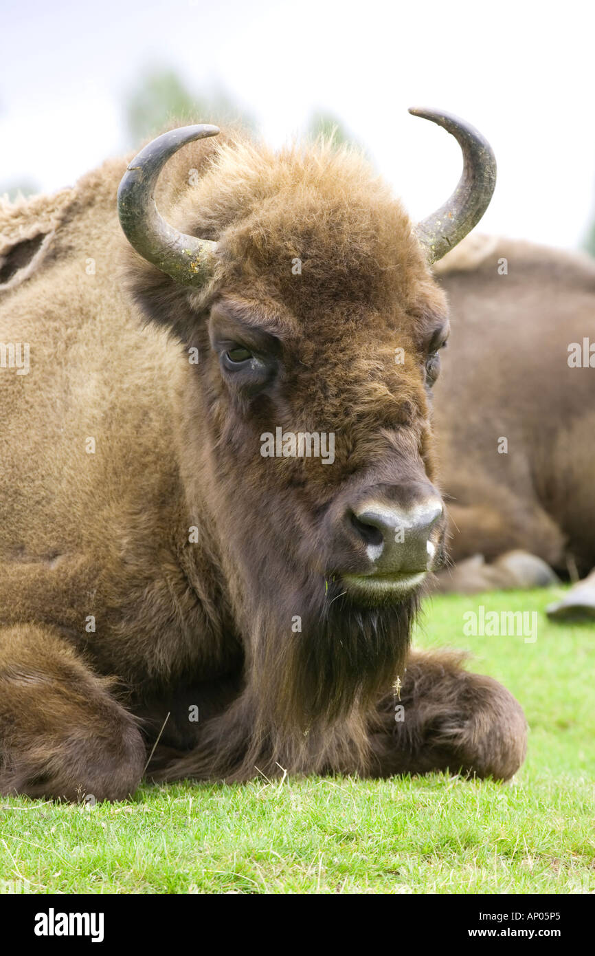 European Bison resting facial study Stock Photo - Alamy