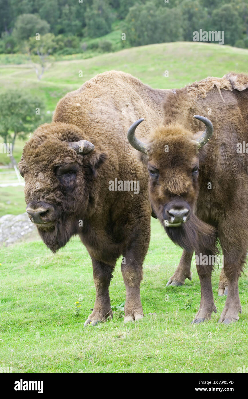 European Bison male and female facial study Stock Photo - Alamy
