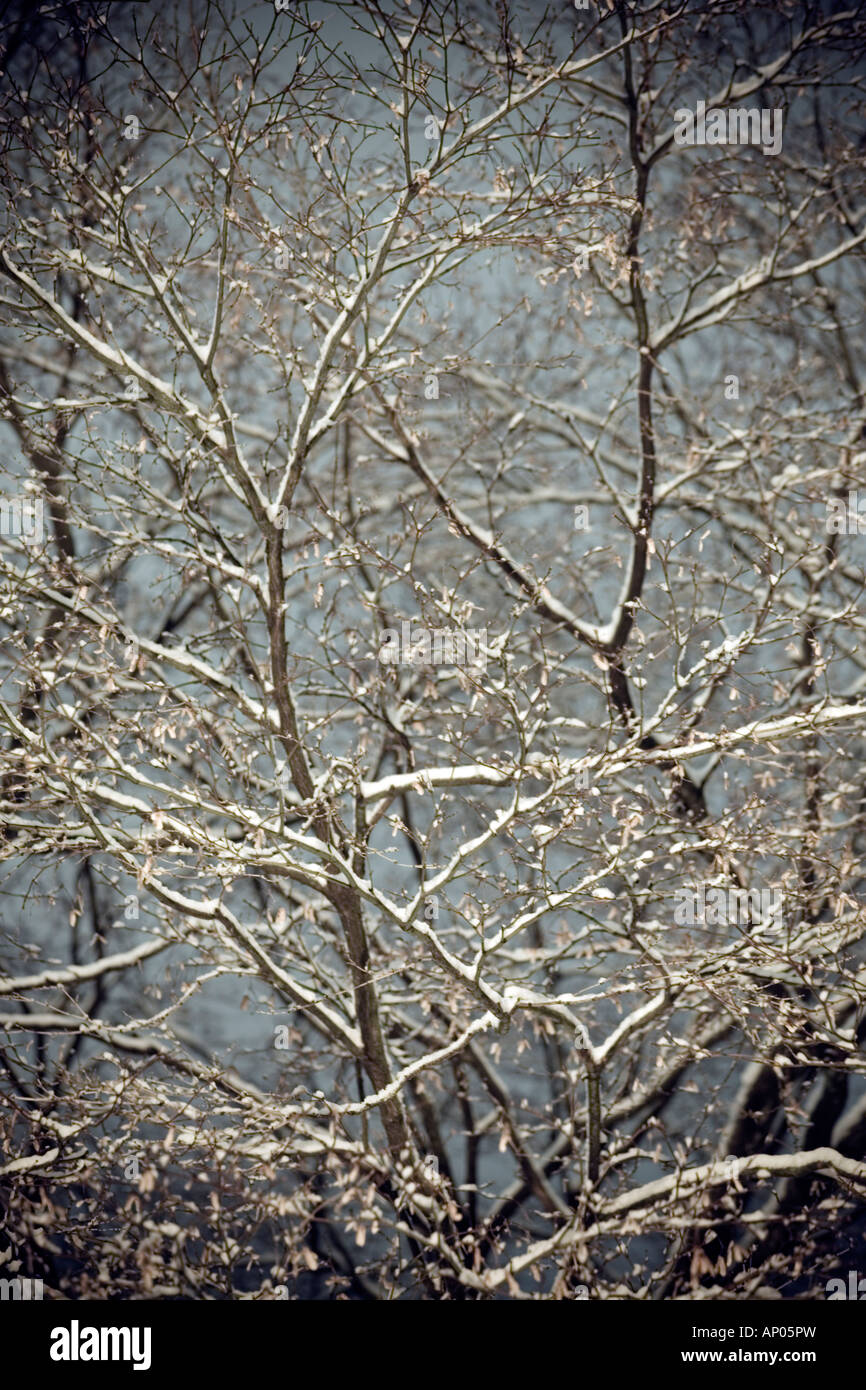 Thin tree branches covered in hi-res stock photography and images - Alamy