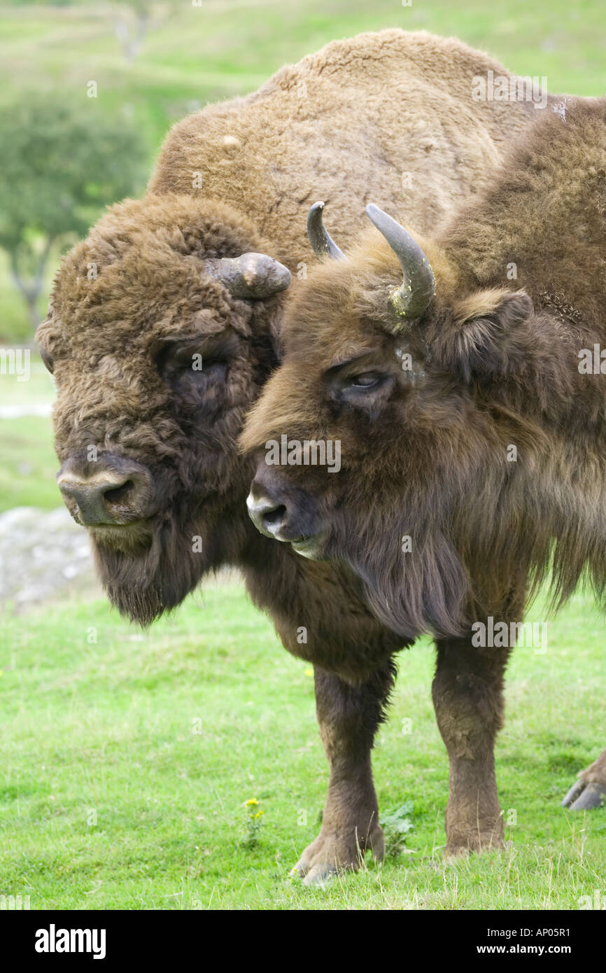 European Bison male and female facial study Stock Photo - Alamy