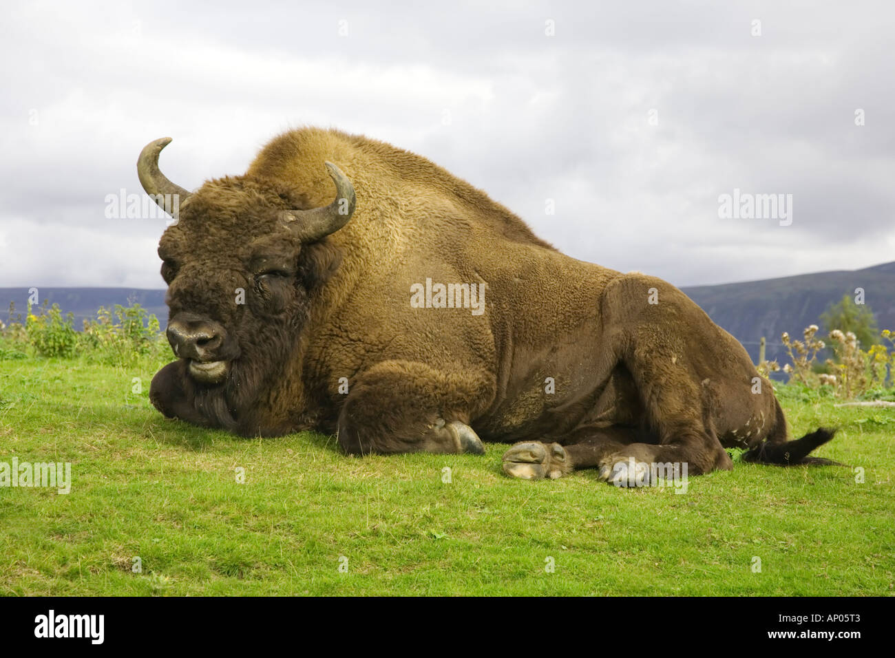European Bison Bull resting Stock Photo - Alamy