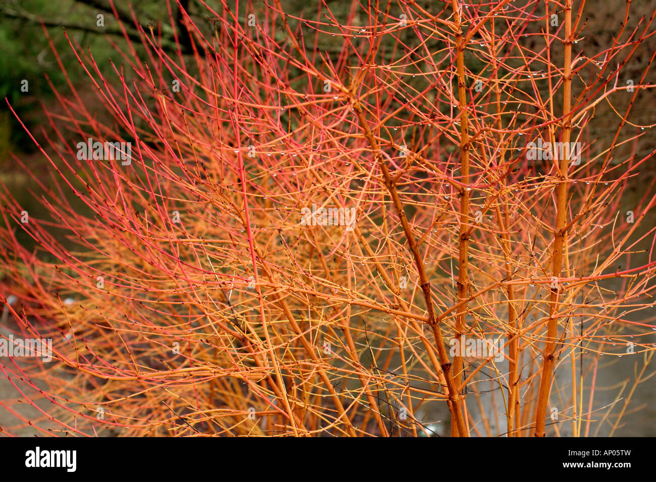 CORNUS SANGUINEA WINTER BEAUTY Stock Photo - Alamy